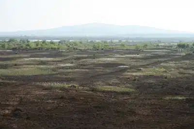 The Rattlin Bog Song | The Fun Music Company